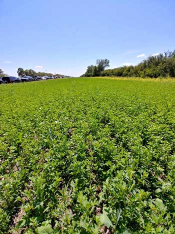 Photos & Reviews – Jed’s Alfalfa Sales