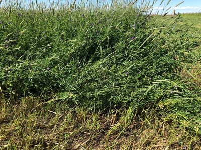 Photos & Reviews – Jed’s Alfalfa Sales